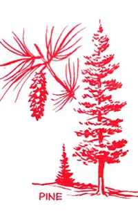 Types Of Trees In America Quercus Alba Wikipedia